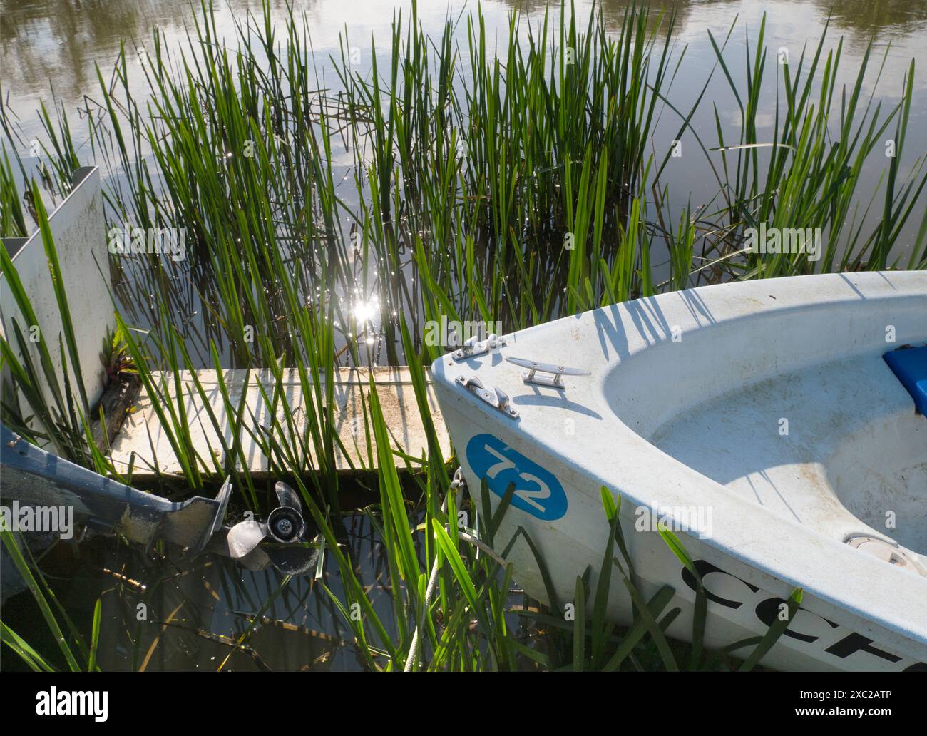 A vision of abstract beauty in nature - reeds. sun, shimmering ...