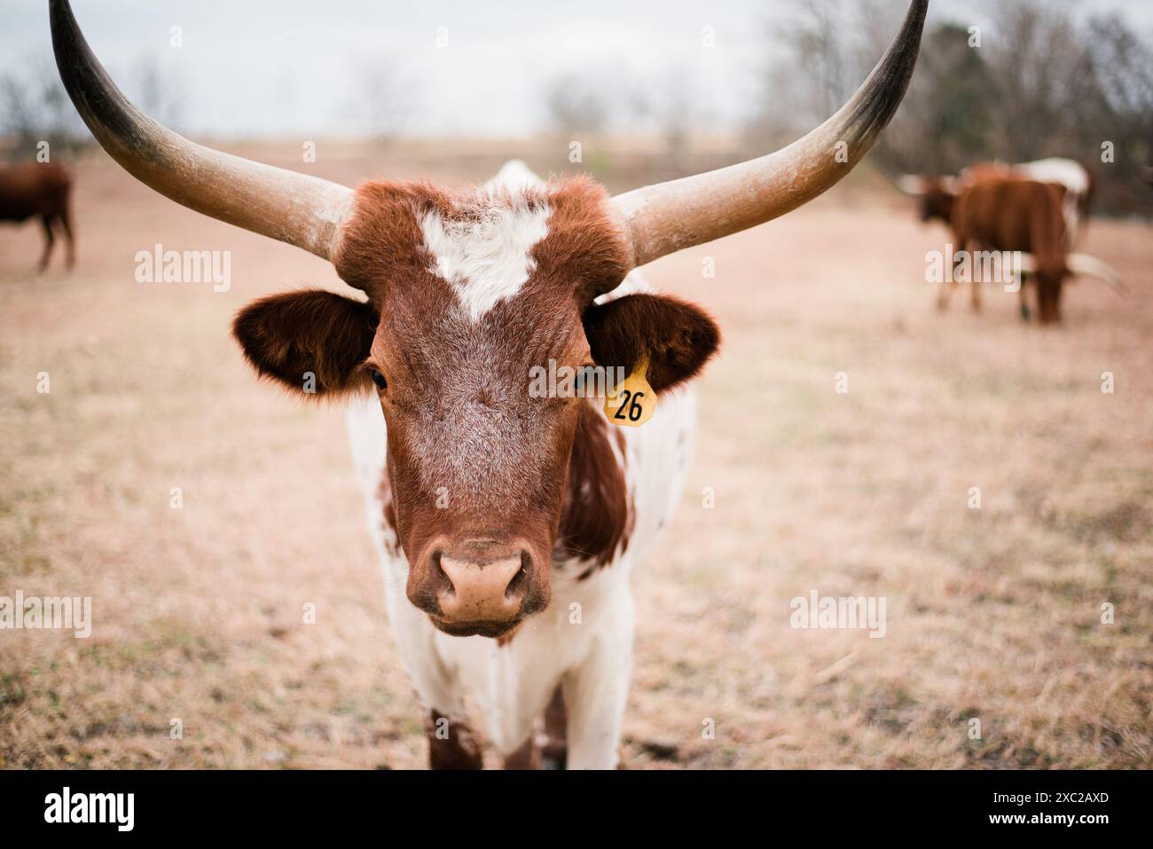 Iconic Texas Longhorn Bull Roaming the Open Range Stock Photo - Alamy