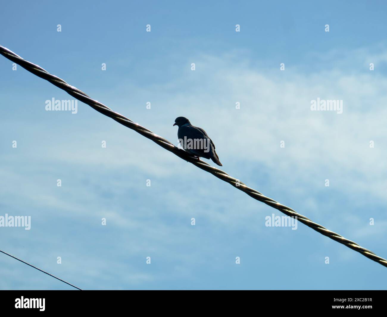There is nothing more prosaic than pigeons perched on telephone wires ...