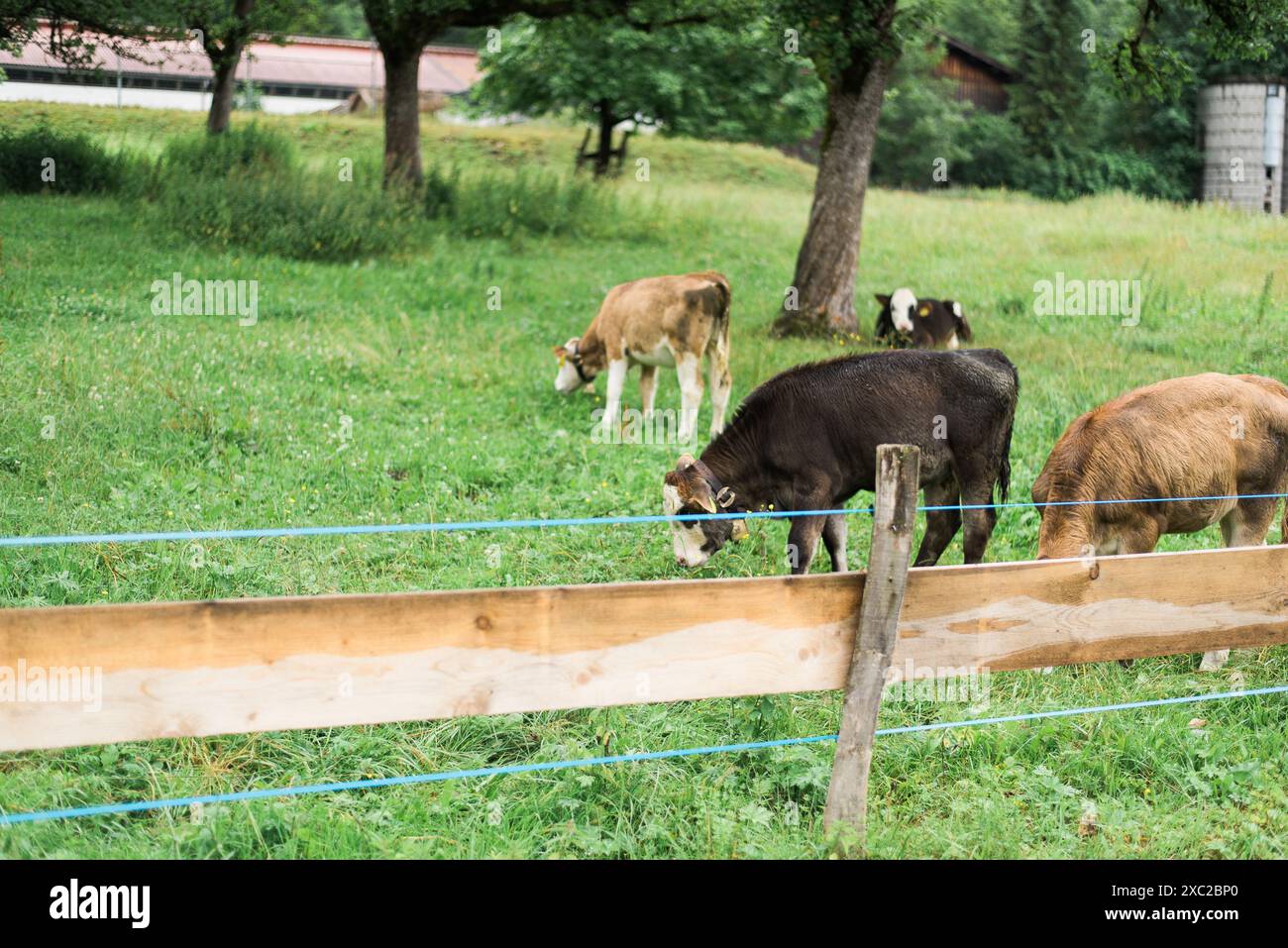 Idyllic Bavarian Farm with Grazing Cows and Rolling Hills Stock Photo ...