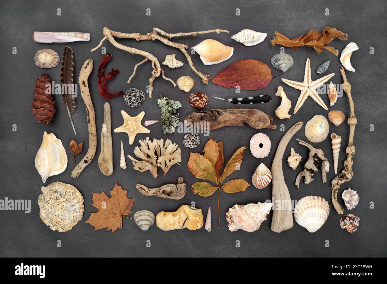 Nature study collage selection of natural objects with driftwood, sea ...