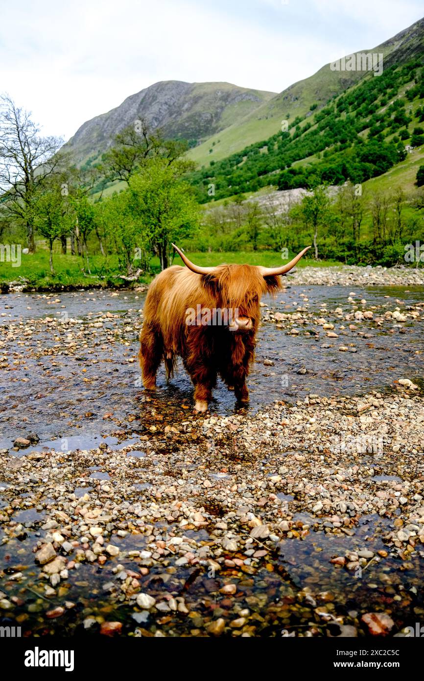 Highland cow glencoe hi-res stock photography and images - Alamy