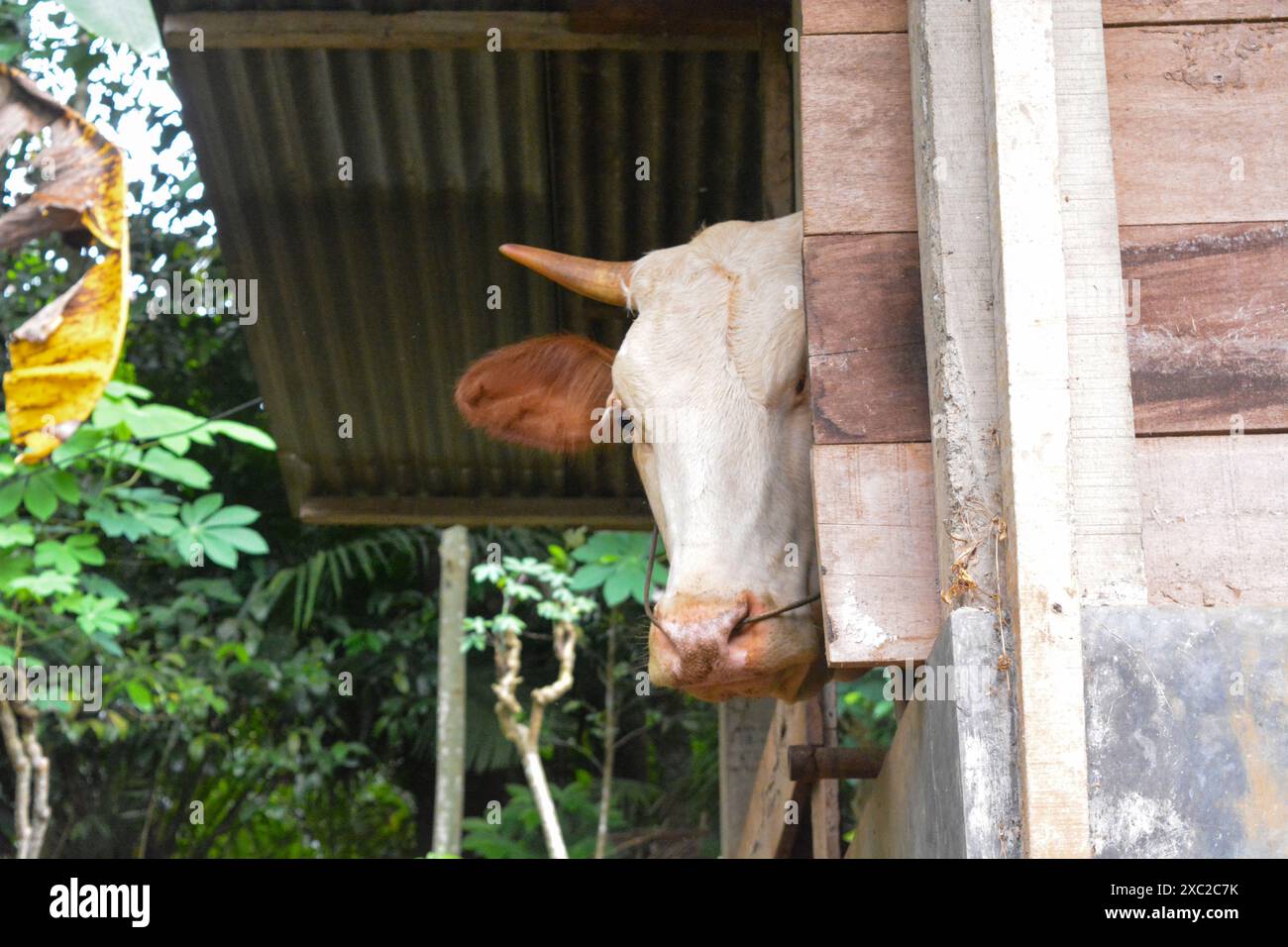 Photo of a cow hi-res stock photography and images - Alamy