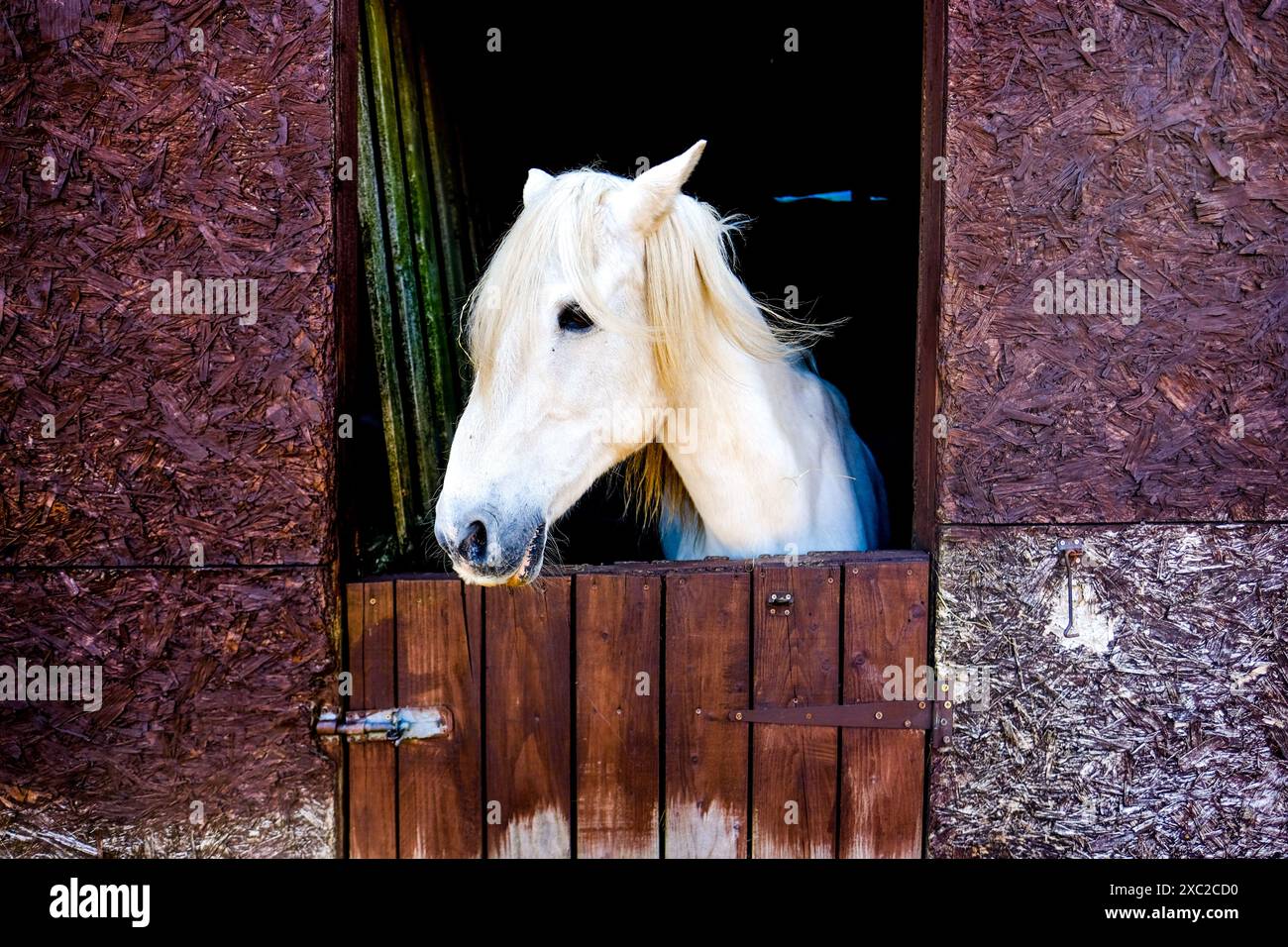 White horse in a scottish stable Stock Photo - Alamy