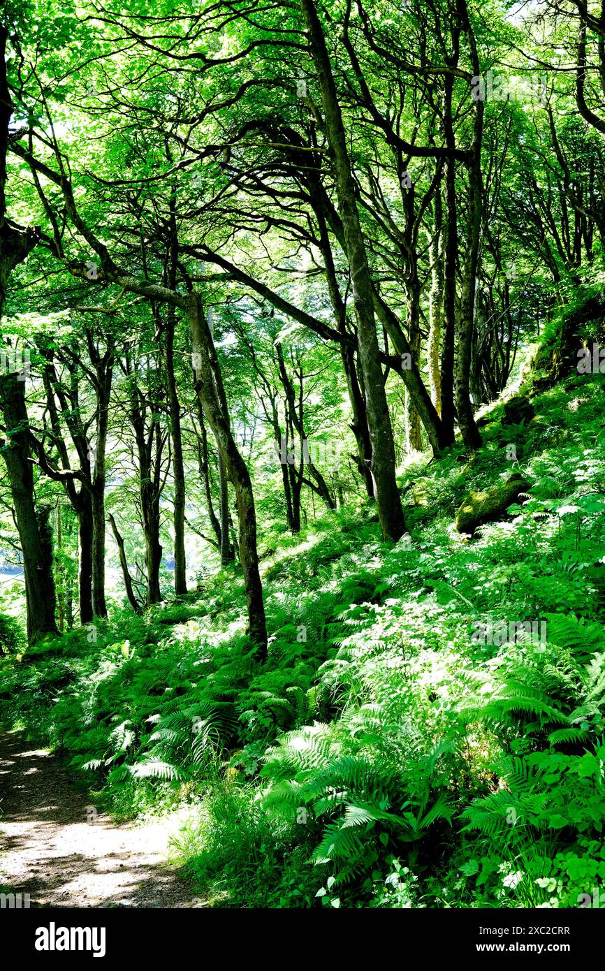 Isle of mull trees hi-res stock photography and images - Alamy