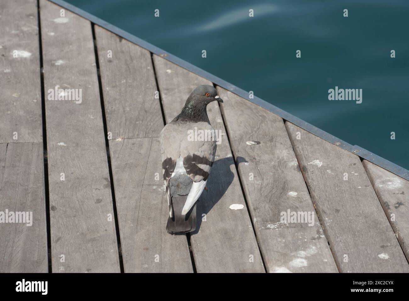 pigeon or dove, a flying feathered animal in the city pigeon or dove ...