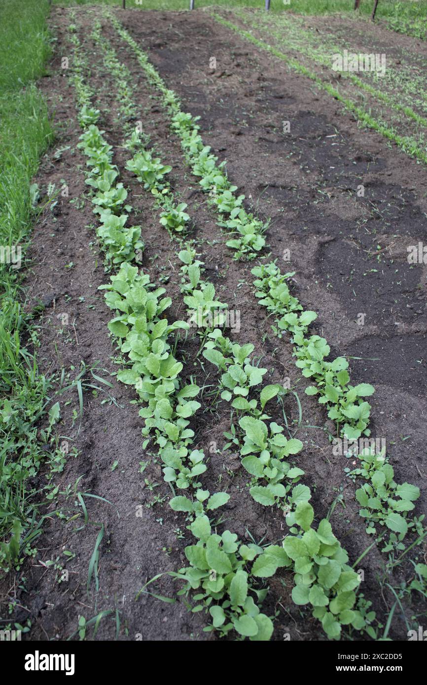 freshly sprouted young turnips growing in the garden in rows Stock ...