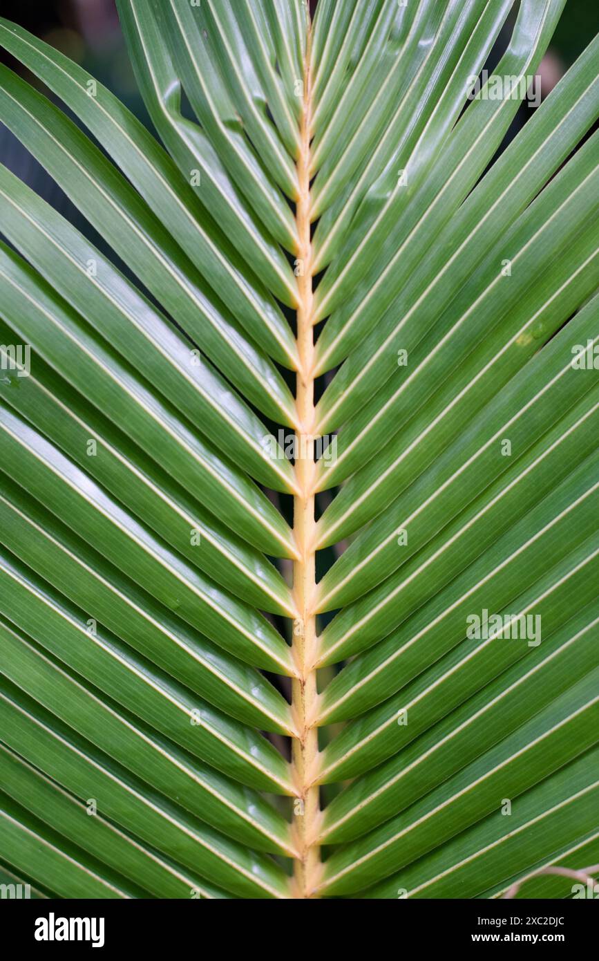 Trophical hi-res stock photography and images - Alamy