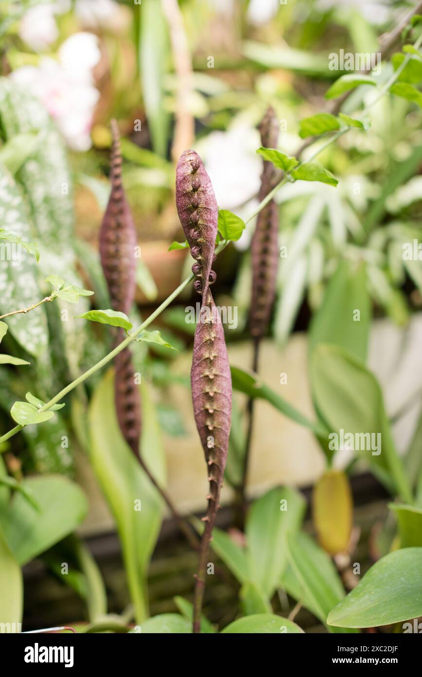 Turning flower hi-res stock photography and images - Alamy