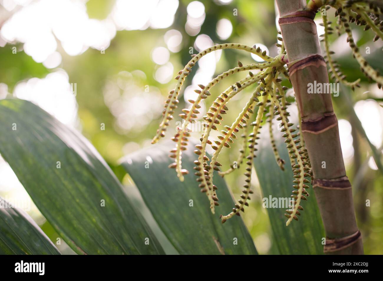 Tropical unique plant with greenery and bamboo Stock Photo - Alamy