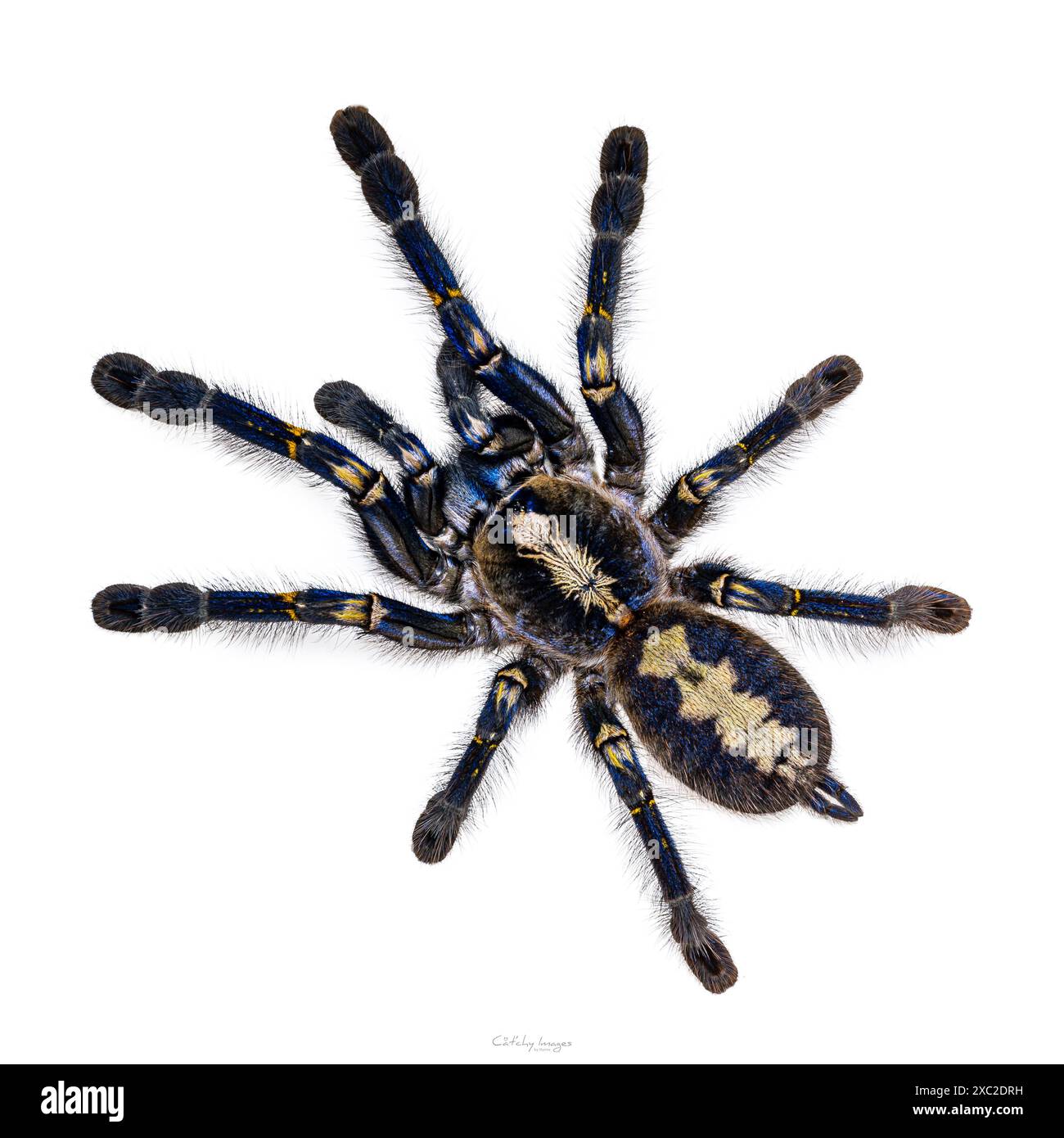 Spectacular male Poecilotheria metallica aka Peacock Tarantula. Top ...