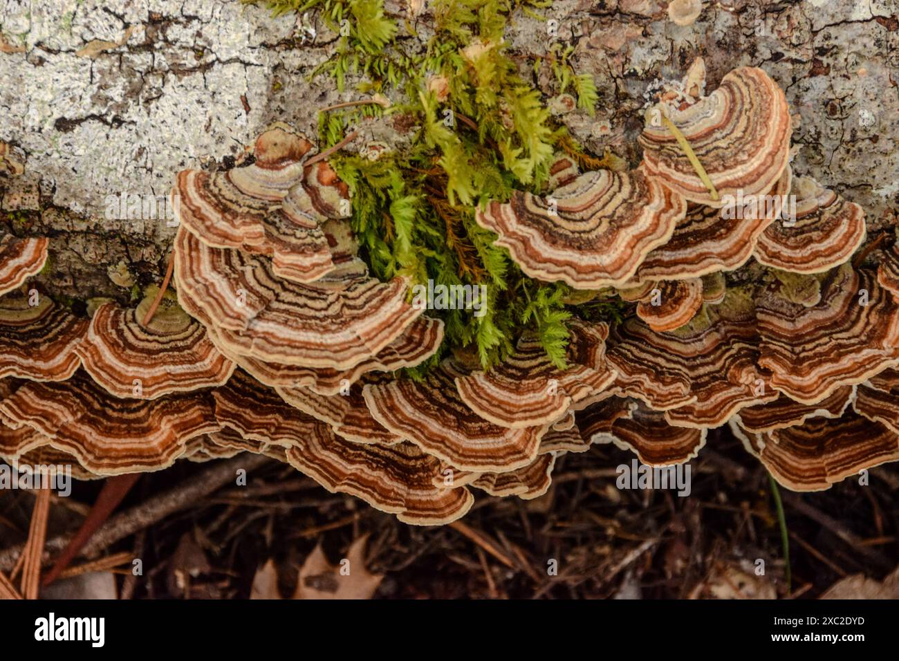 Woodland texture hi-res stock photography and images - Alamy