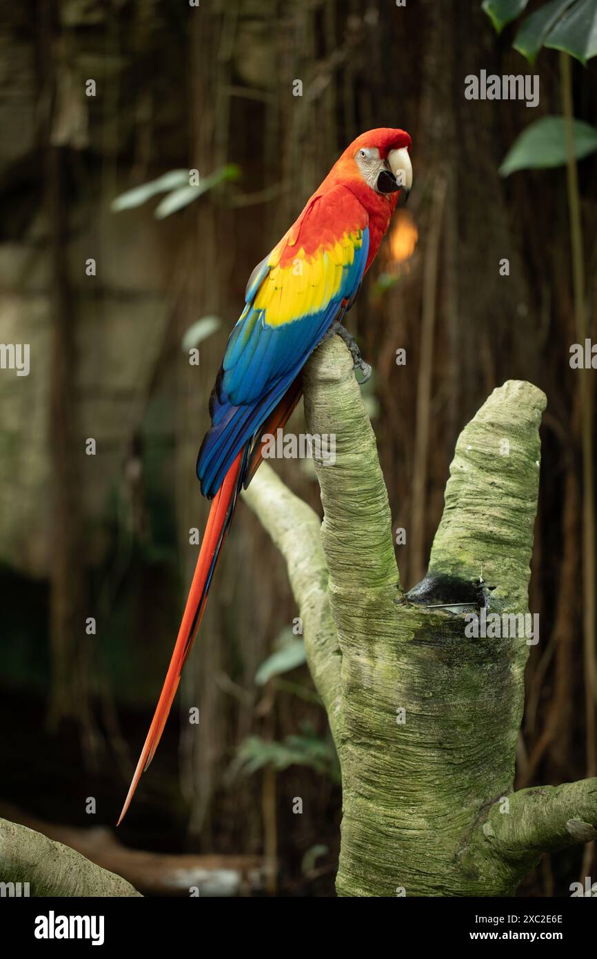 Detailed close up of macaw feathers hi-res stock photography and images ...