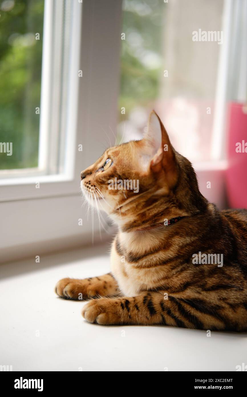 beautiful Bengal cat with bright markings sits on the windowsill and ...
