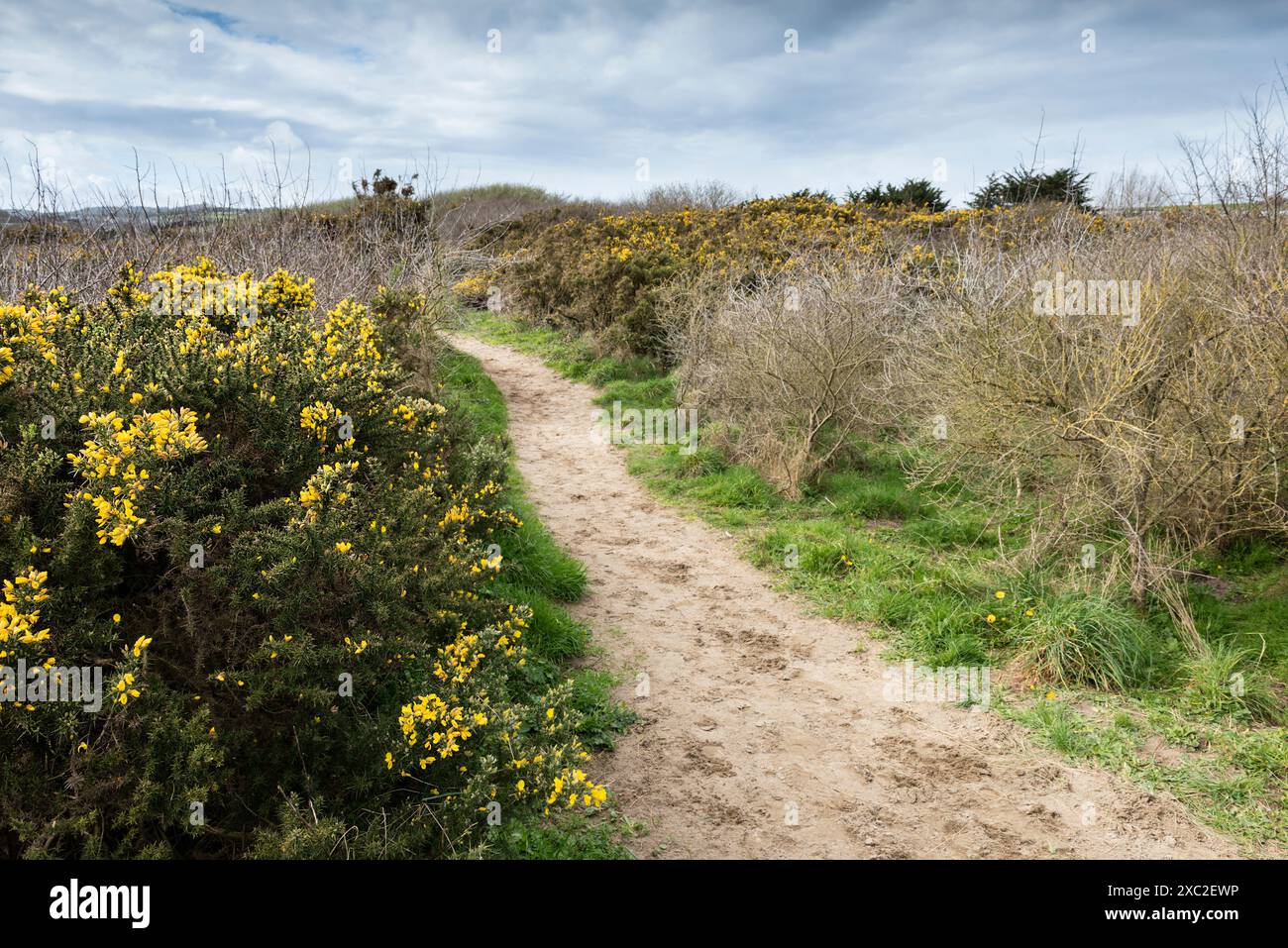 A rough sandy footpath trail through the vegetation behind Par Beach in ...