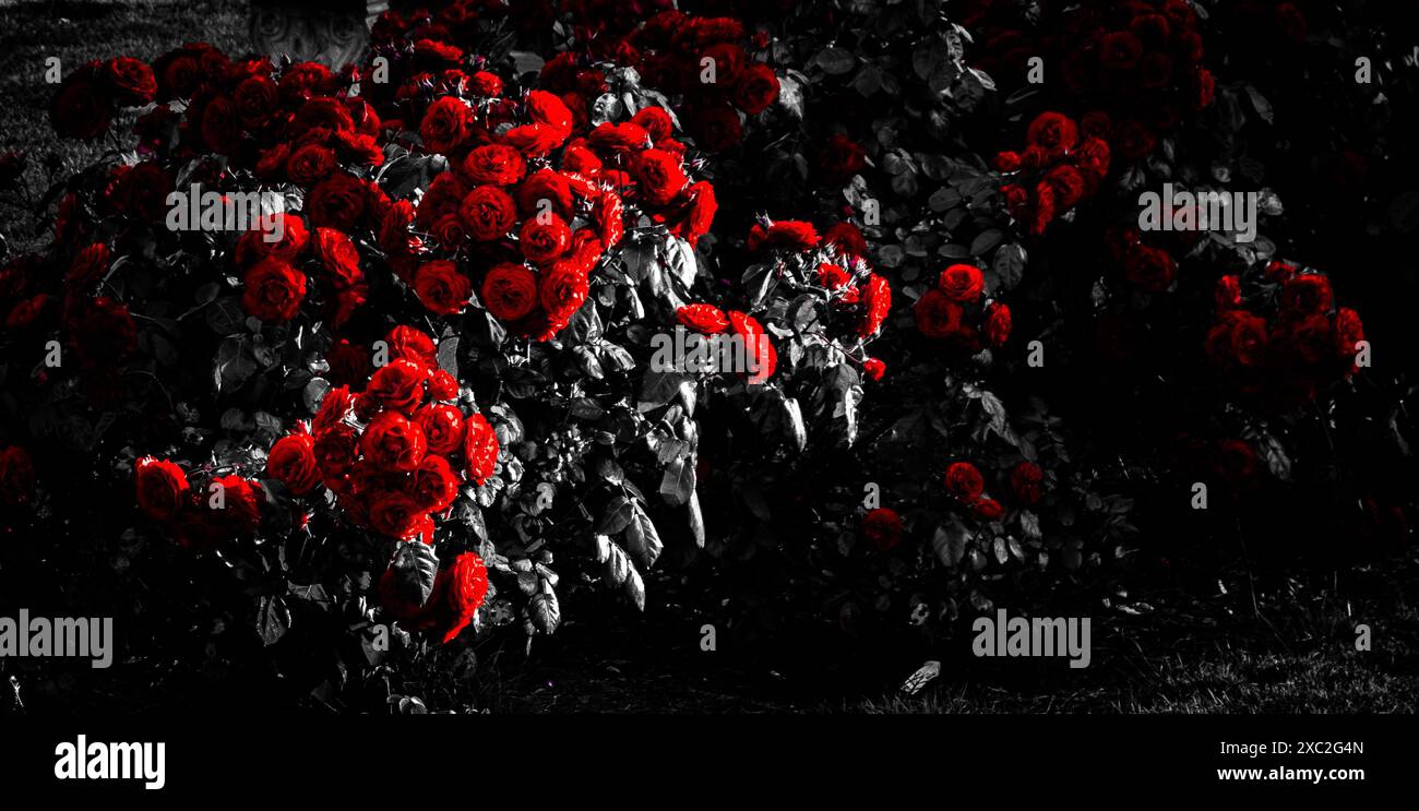 A selective color photograph of vibrant red roses in a garden with a ...