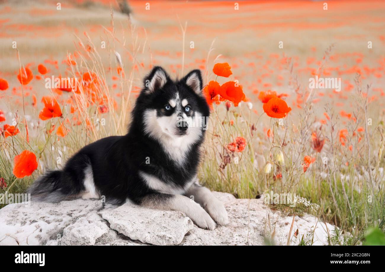 picture of a pomsky in front of white background Stock Photo - Alamy