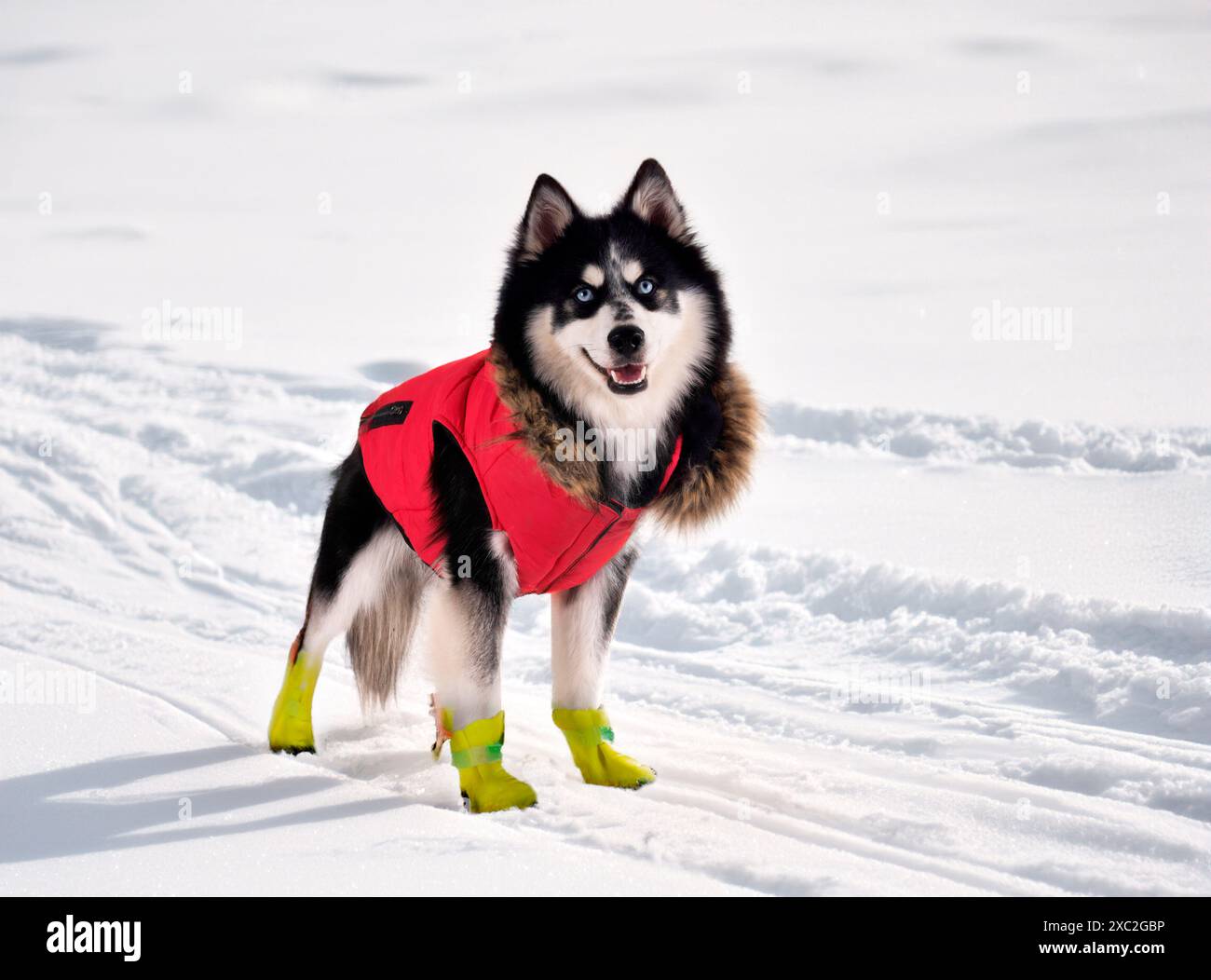 picture of a pomsky in front of white background Stock Photo - Alamy