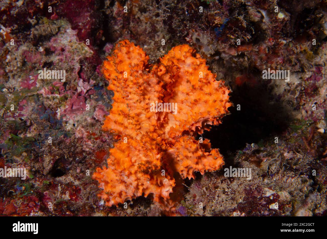 Marine sponge Acanthella klethra, Axinellidae, Demospongiae, Watamu ...