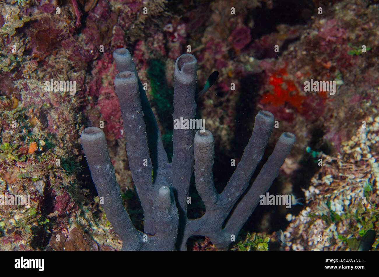 Colonial tube sponge, Callyspongia siphonella, Callyspongiidae, Watamu ...