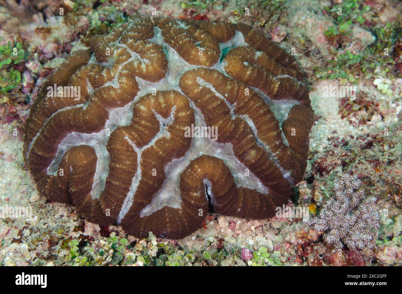 Symphyllia valenciennesii hi-res stock photography and images - Alamy