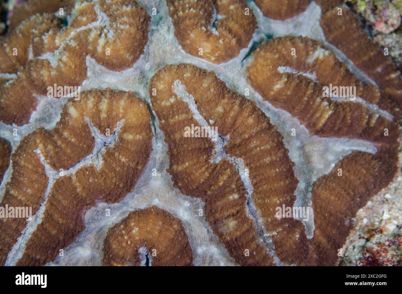 Symphyllia valenciennesii hi-res stock photography and images - Alamy