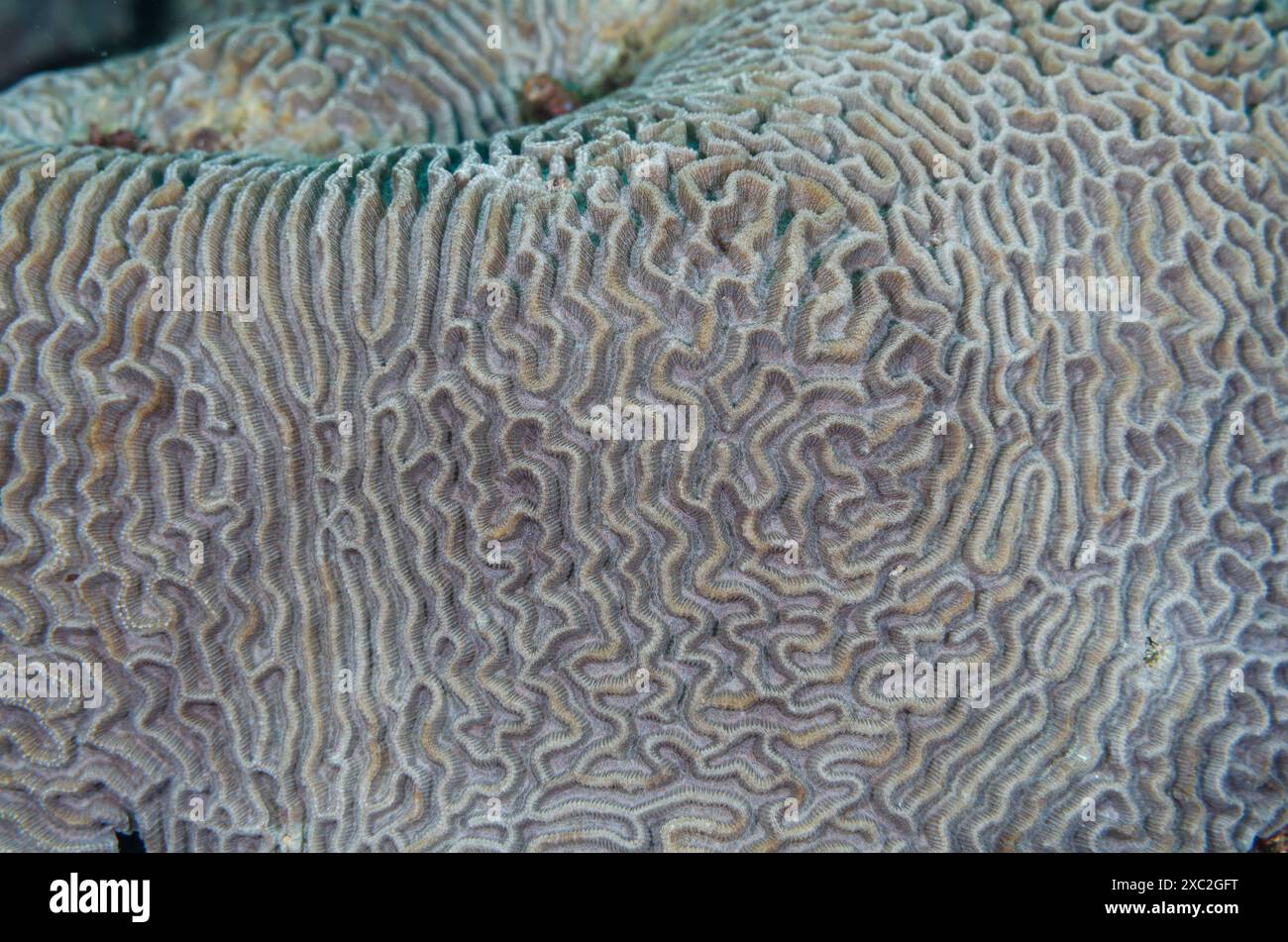 Brain coral, Platygyra lamellina, Faviidae, Watamu Marine Nationa Park ...