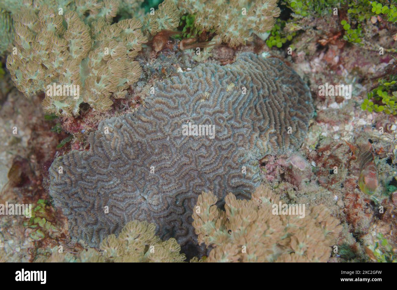 Brain coral, Platygyra lamellina, Faviidae, Watamu Marine Nationa Park ...