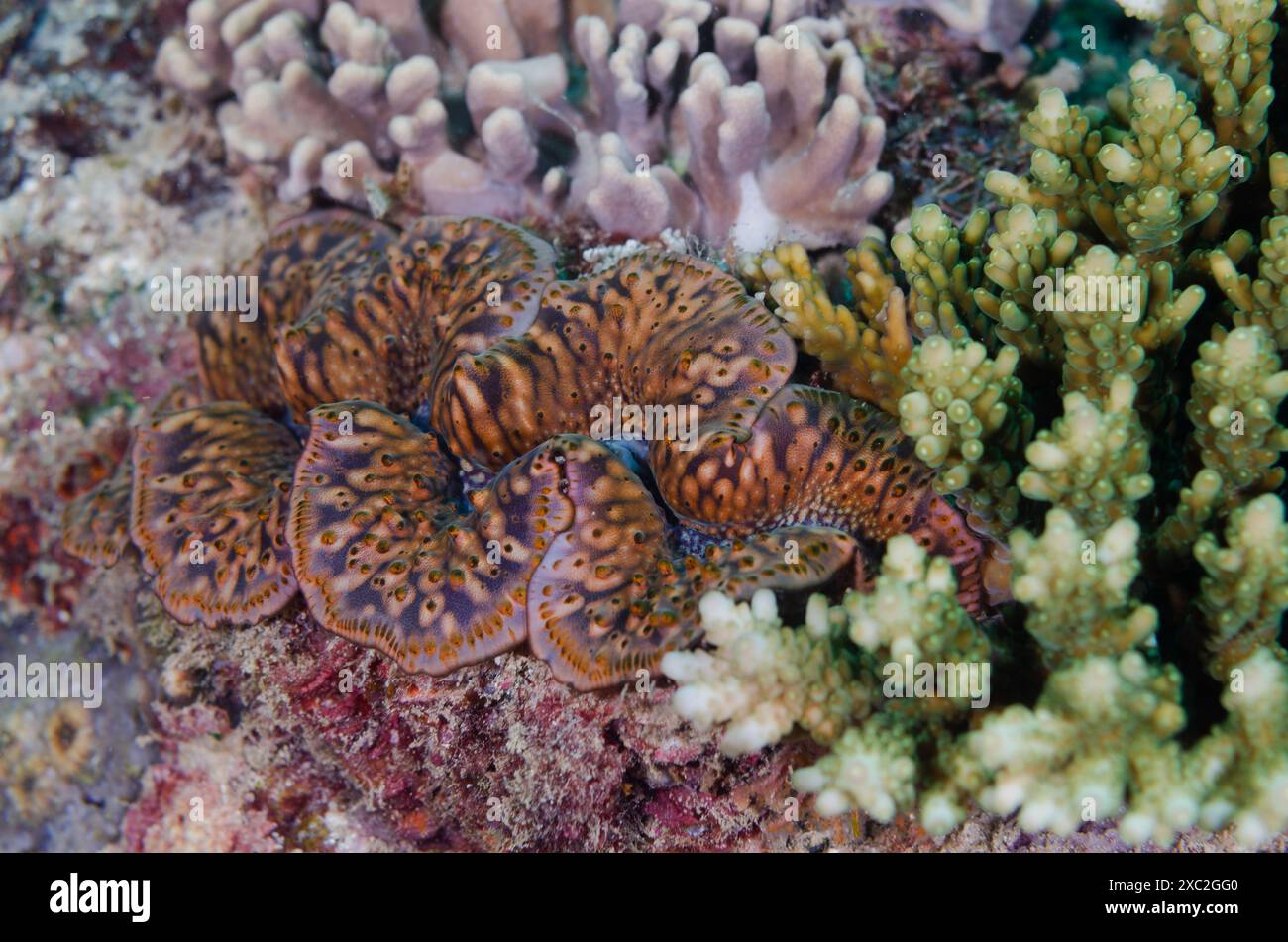 Tridacna squmosa, Tridacnidae, 6Watamu Marine National Park & Reserve ...