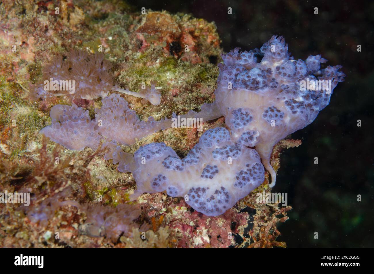 Colonial anemone, Amphiantus sp., Hormatiidae, Watamu Marine National ...