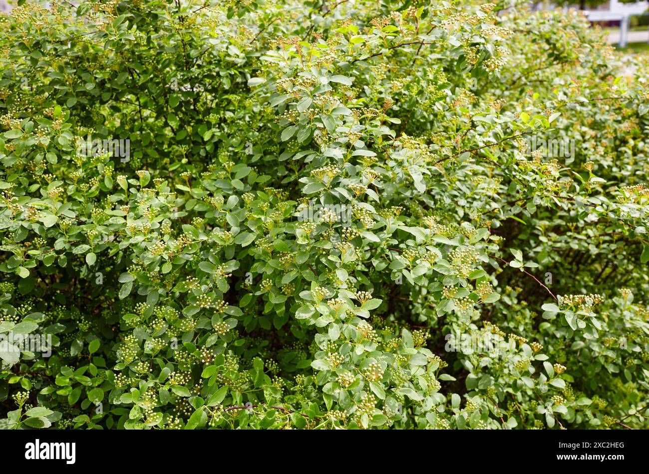 Unripe bush of flowers Spiraea Vanhouttei at park. Beautiful ornamental ...