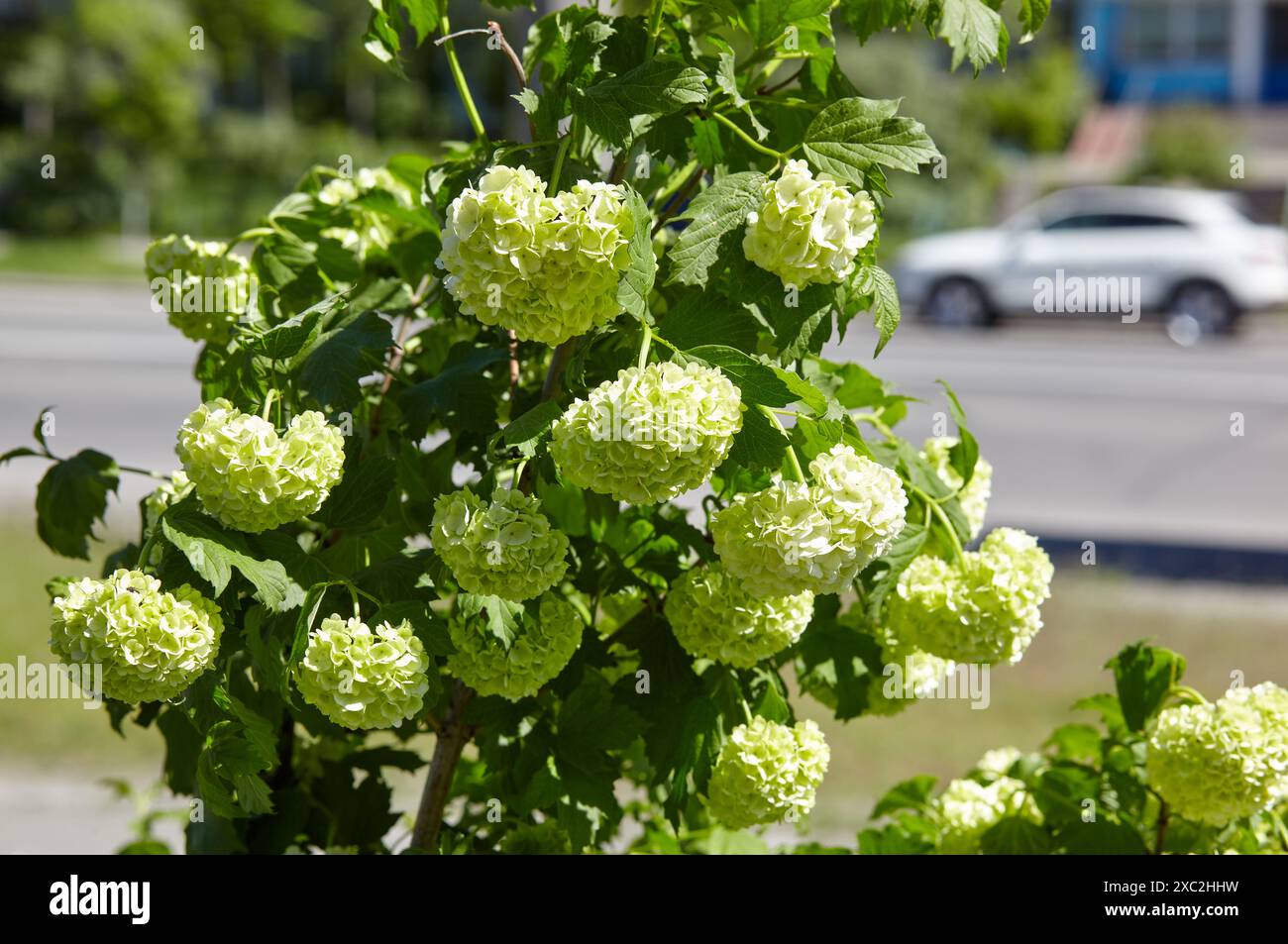 Beautiful white balls of blooming Viburnum opulus Roseum in a spring ...