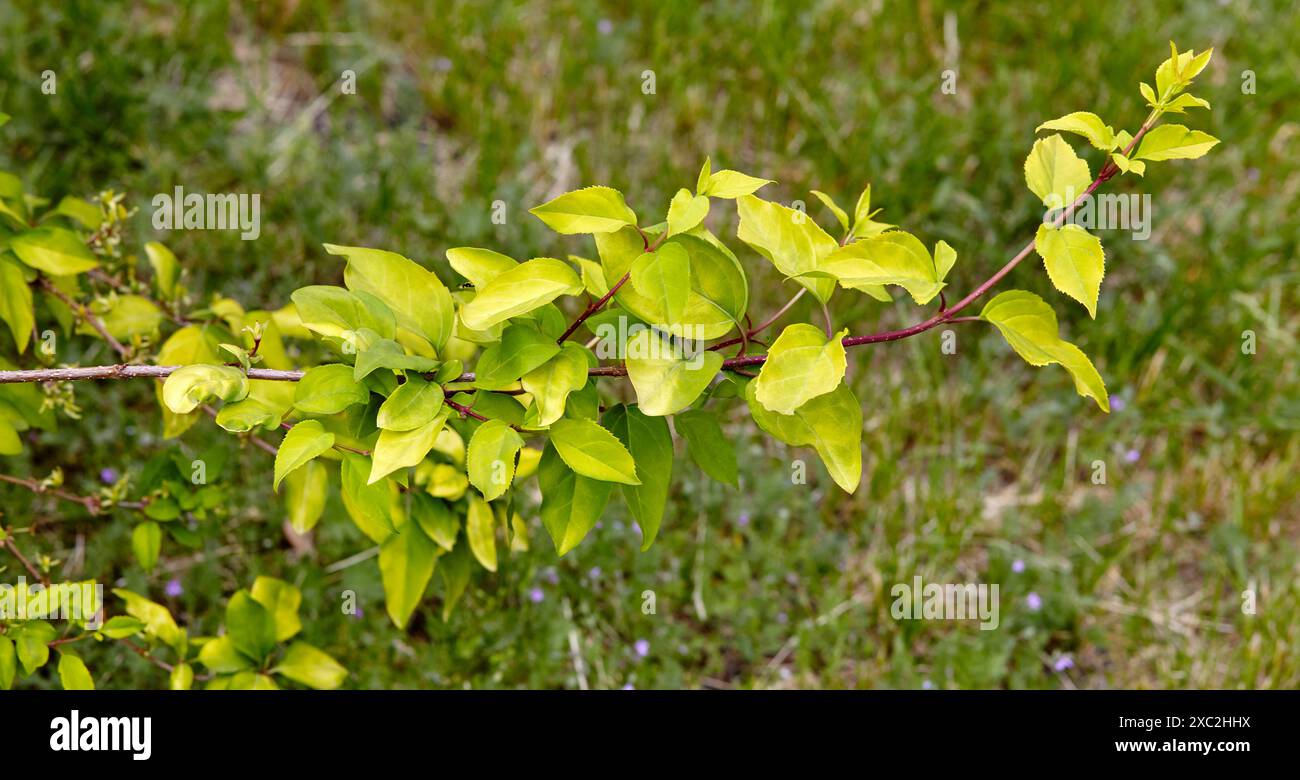 Forsythia leaves hi-res stock photography and images - Alamy