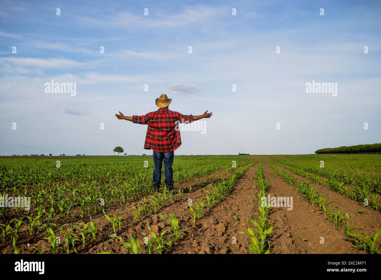 African american farmer in corn field hi-res stock photography and ...