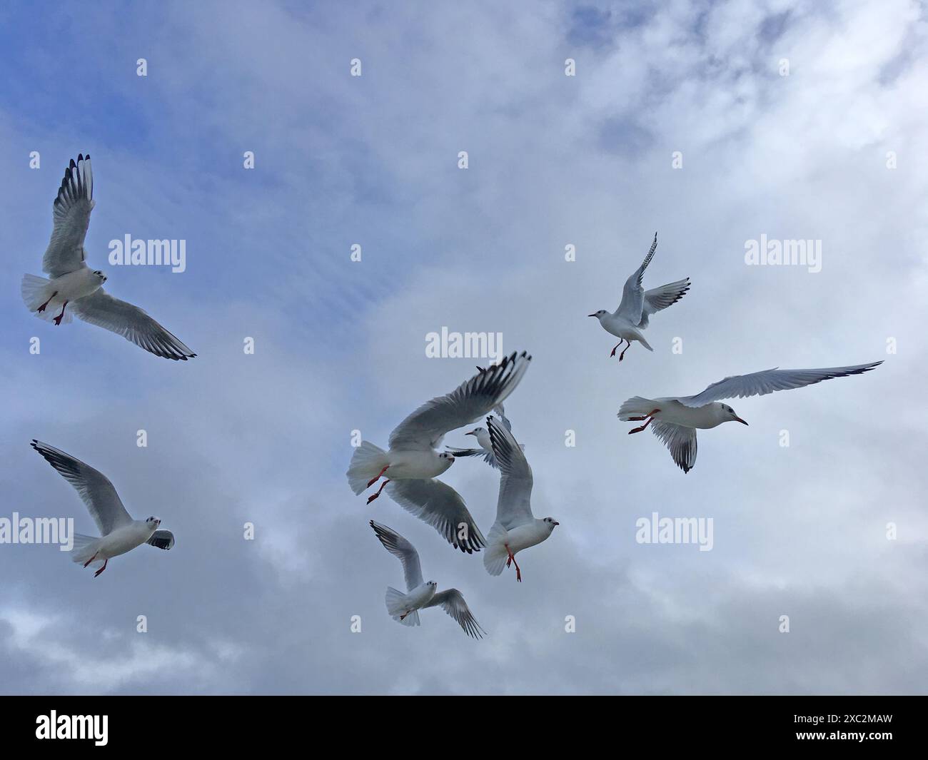 Air flight over wild sea hi-res stock photography and images - Alamy