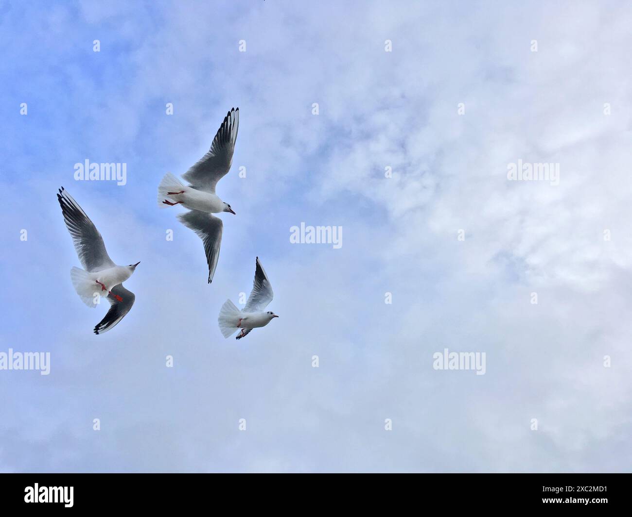 Flock seabirds fly over sea hi-res stock photography and images - Alamy