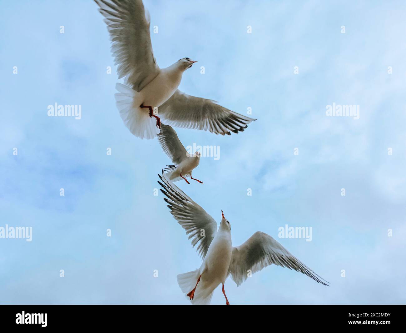 Seagulls fly in sky over hi-res stock photography and images - Alamy