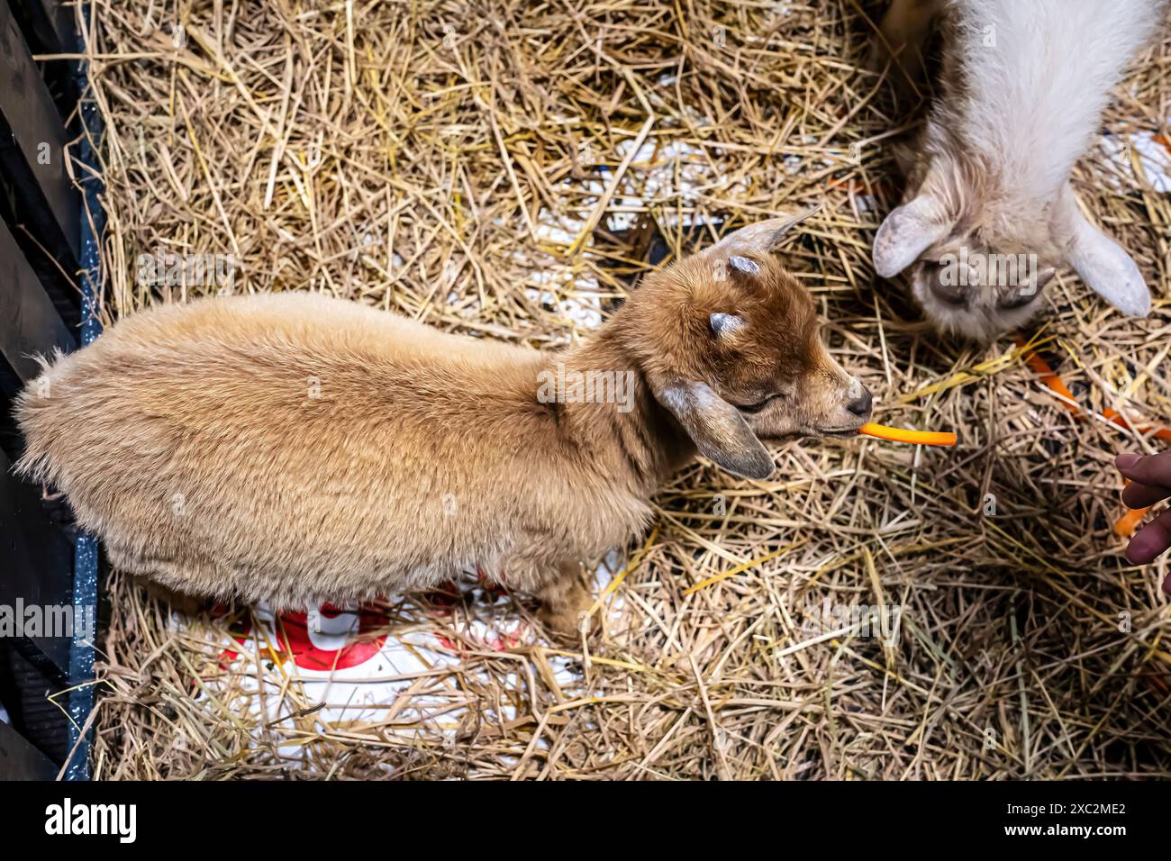 The goat were eating food in the stall Stock Photo - Alamy