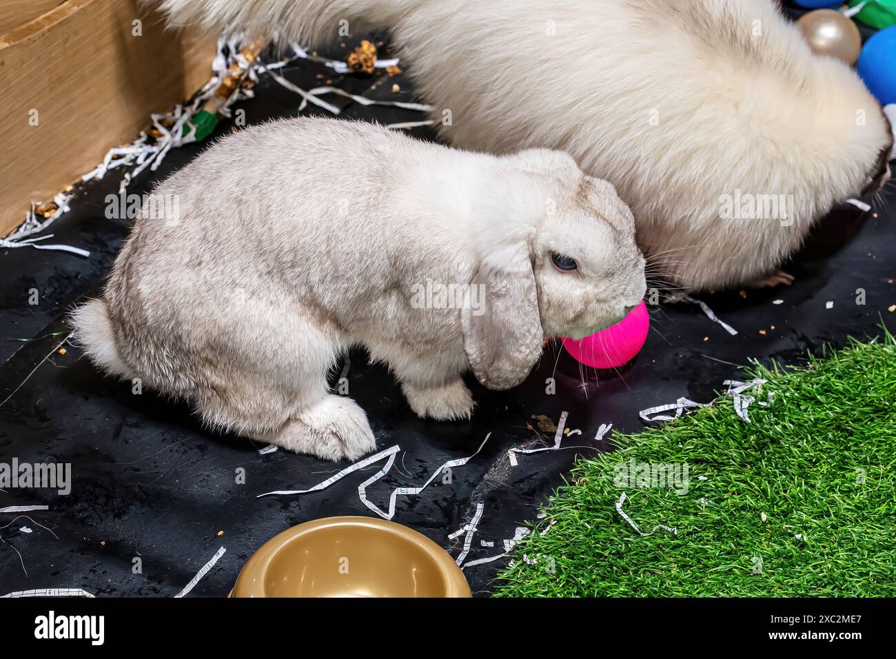 The rabbit were in a stall with various toys. Bunny is a colloquial ...