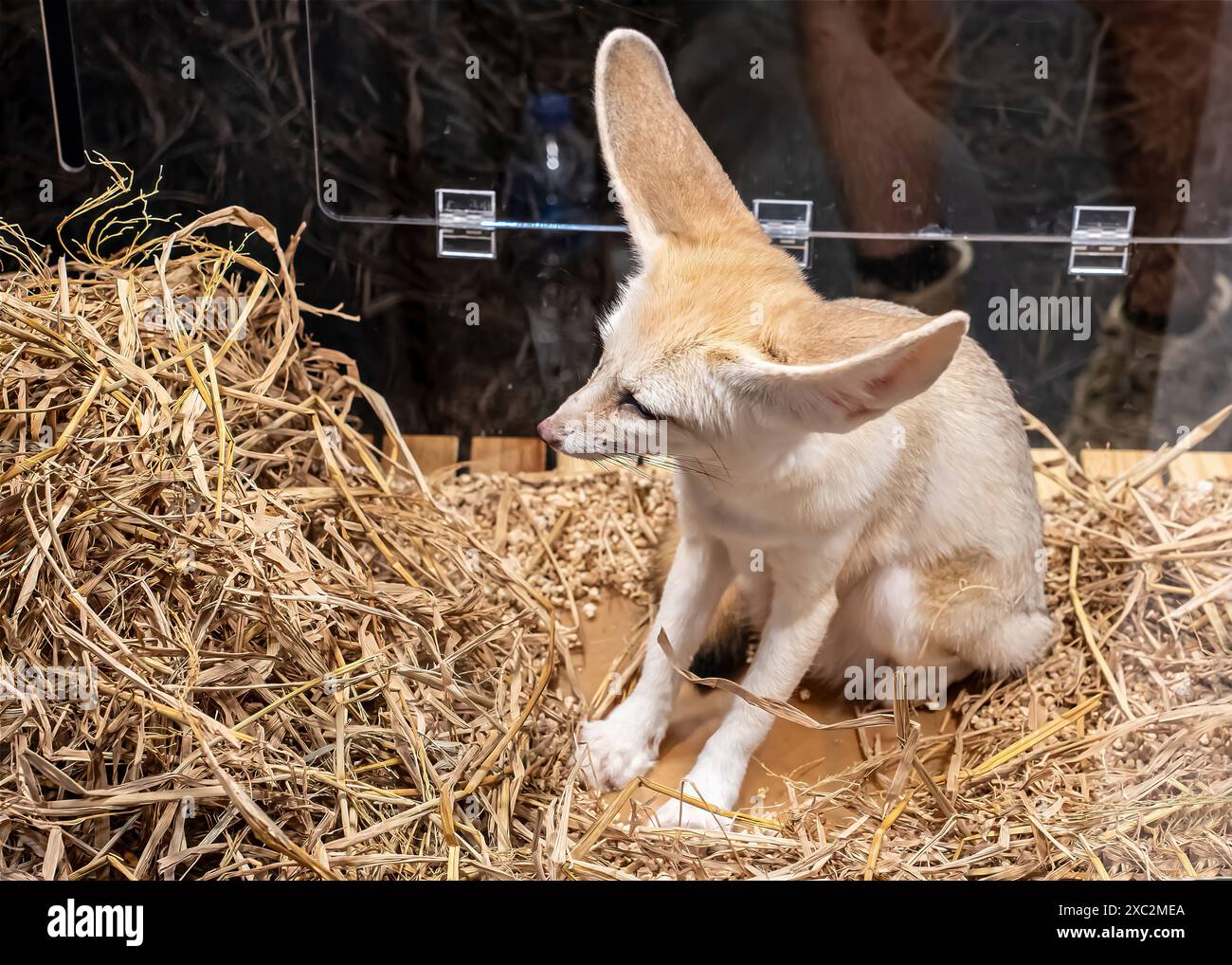 Fennec fox in the acrylic cabinet. It's cute and popular pet Stock ...