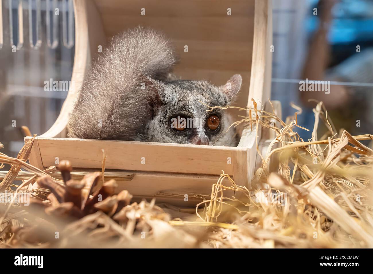 Bush Baby Pet Cute