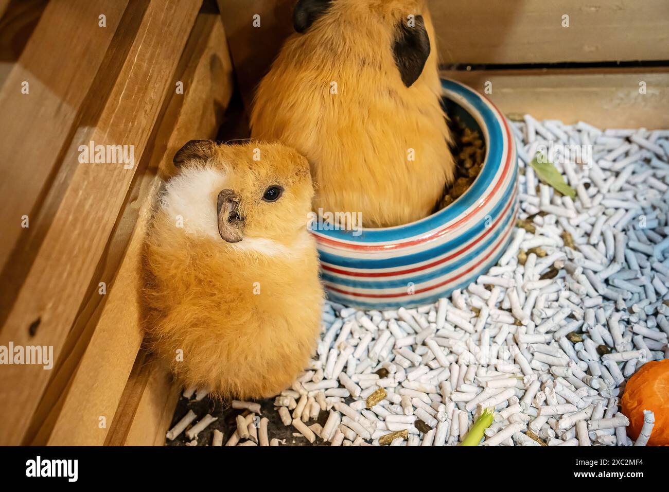 American Guinea Pig or Guinea pig or Cavy. It's cute and popular pet ...