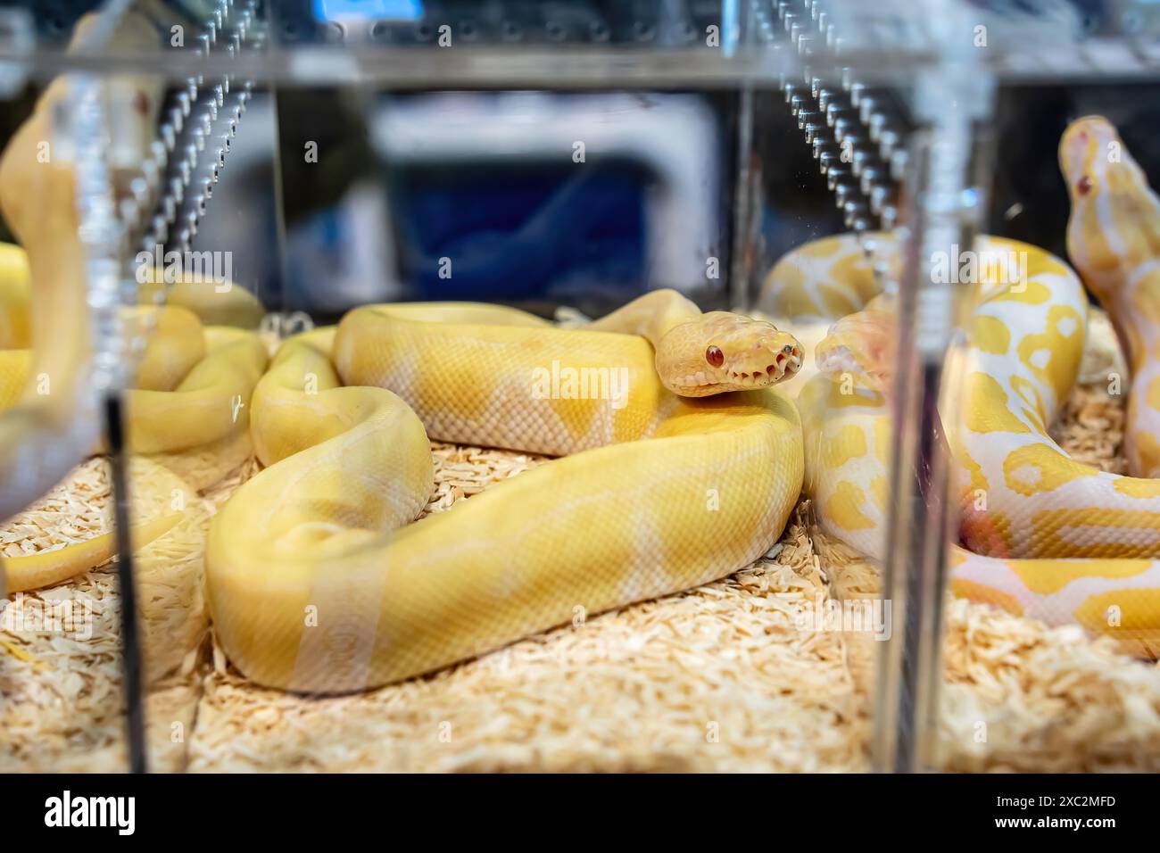 Ball python in the glass cabinet waiting to be sold. It's a popular pet ...