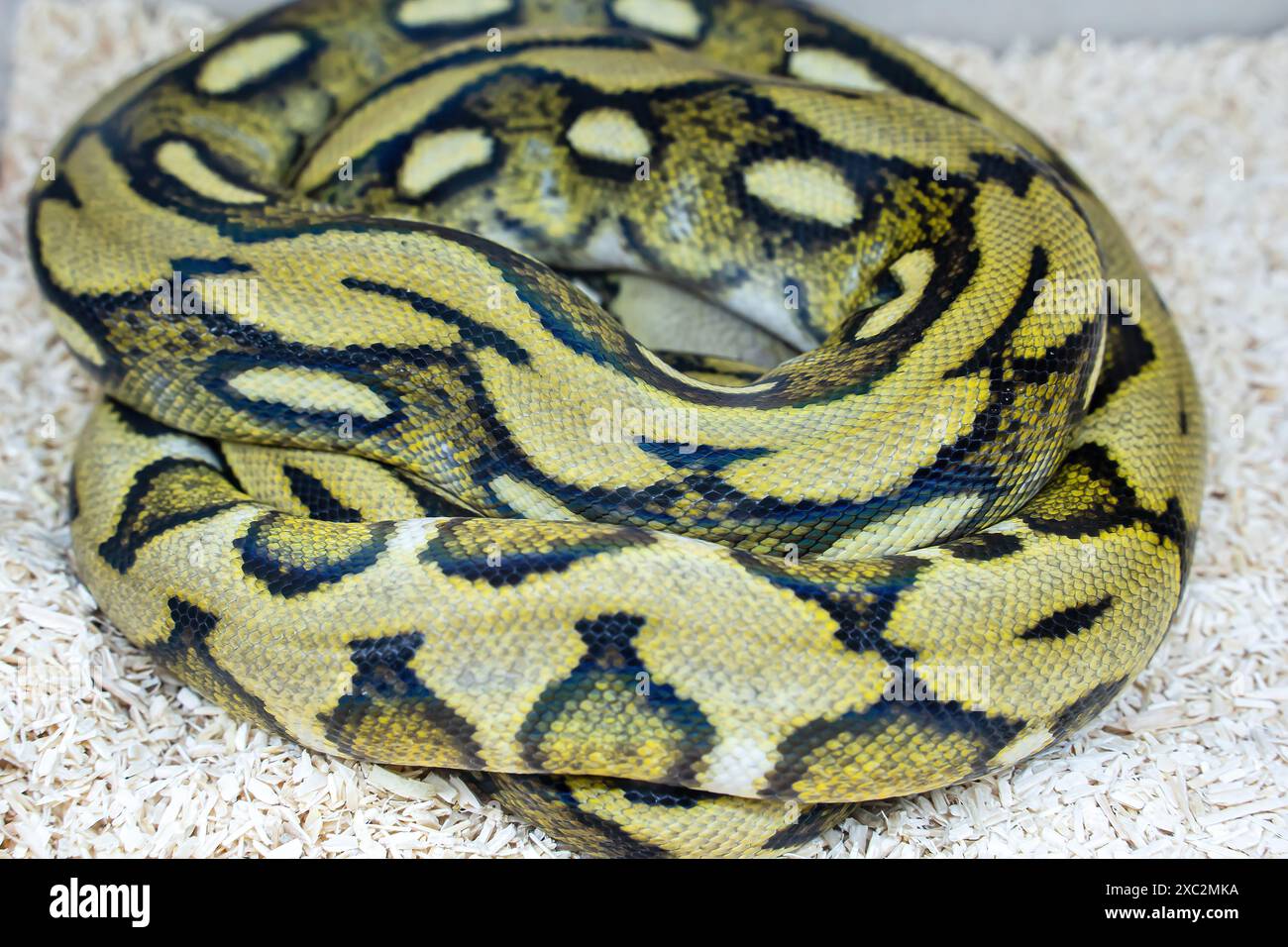 Ball python in the glass cabinet waiting to be sold. It's a popular pet ...