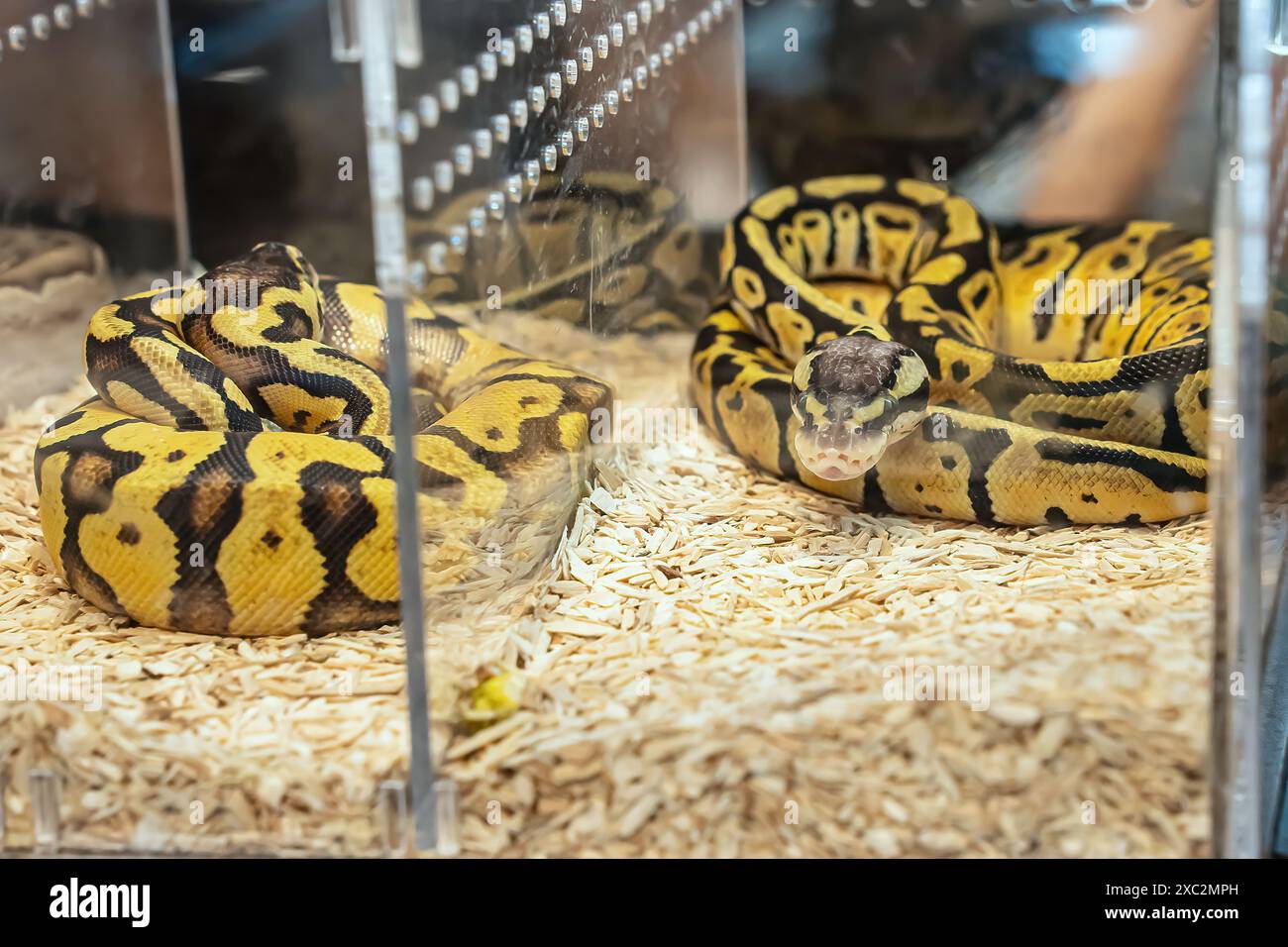 Ball python in the glass cabinet waiting to be sold. It's a popular pet ...