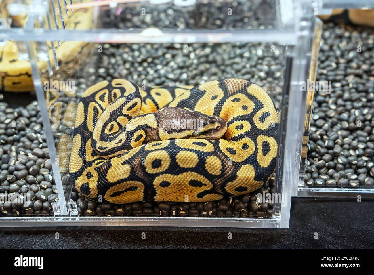 Ball python in the glass cabinet waiting to be sold. It's a popular pet ...