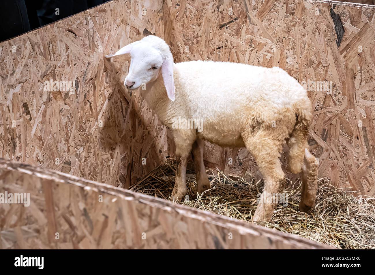 The sheep in the stall waiting for food Stock Photo - Alamy