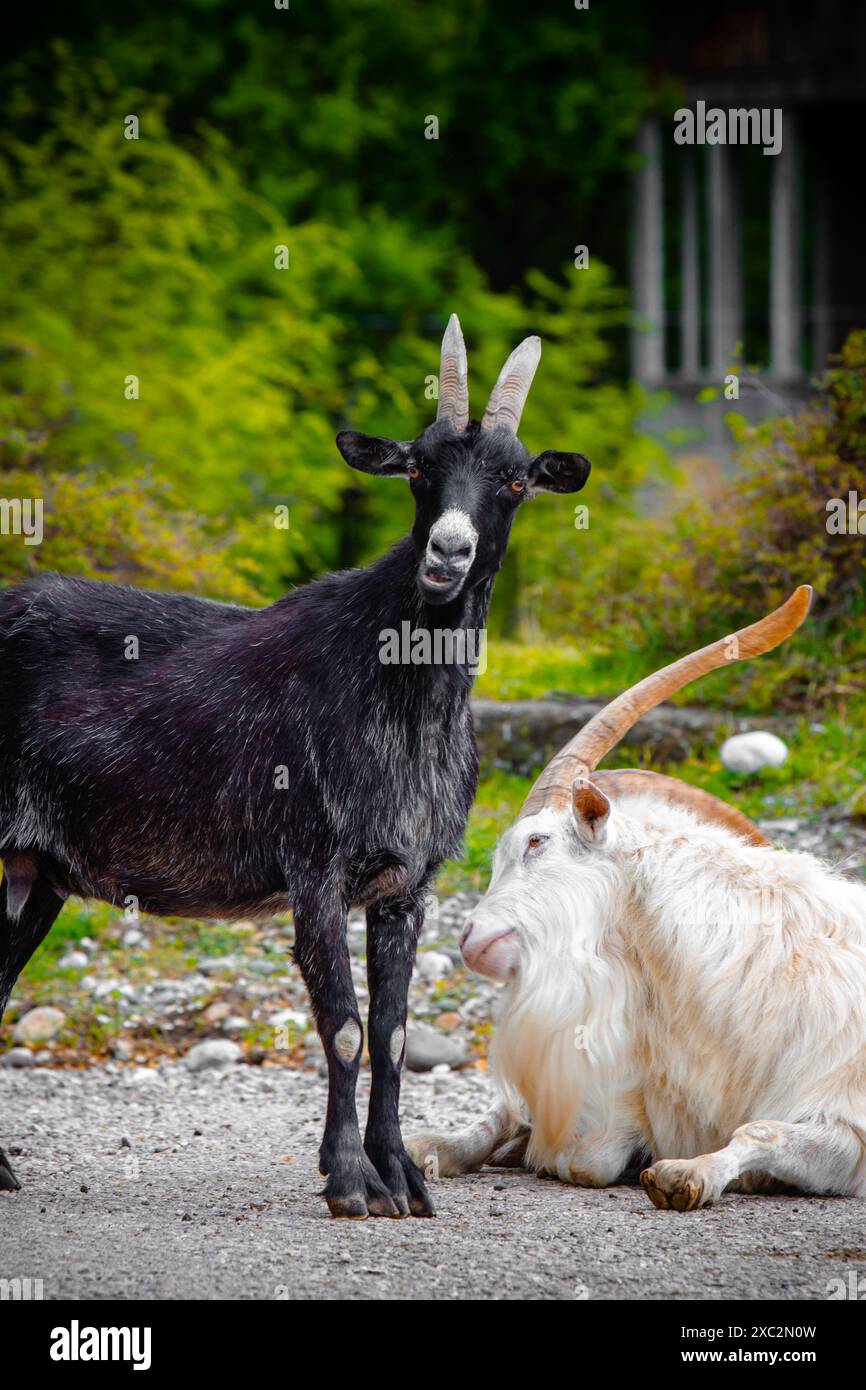 Cute big white ram hi-res stock photography and images - Alamy