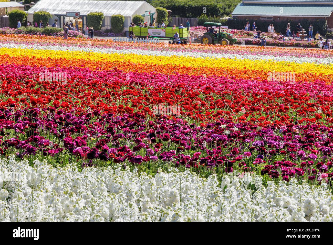 Colorful flower visitors hi-res stock photography and images - Alamy