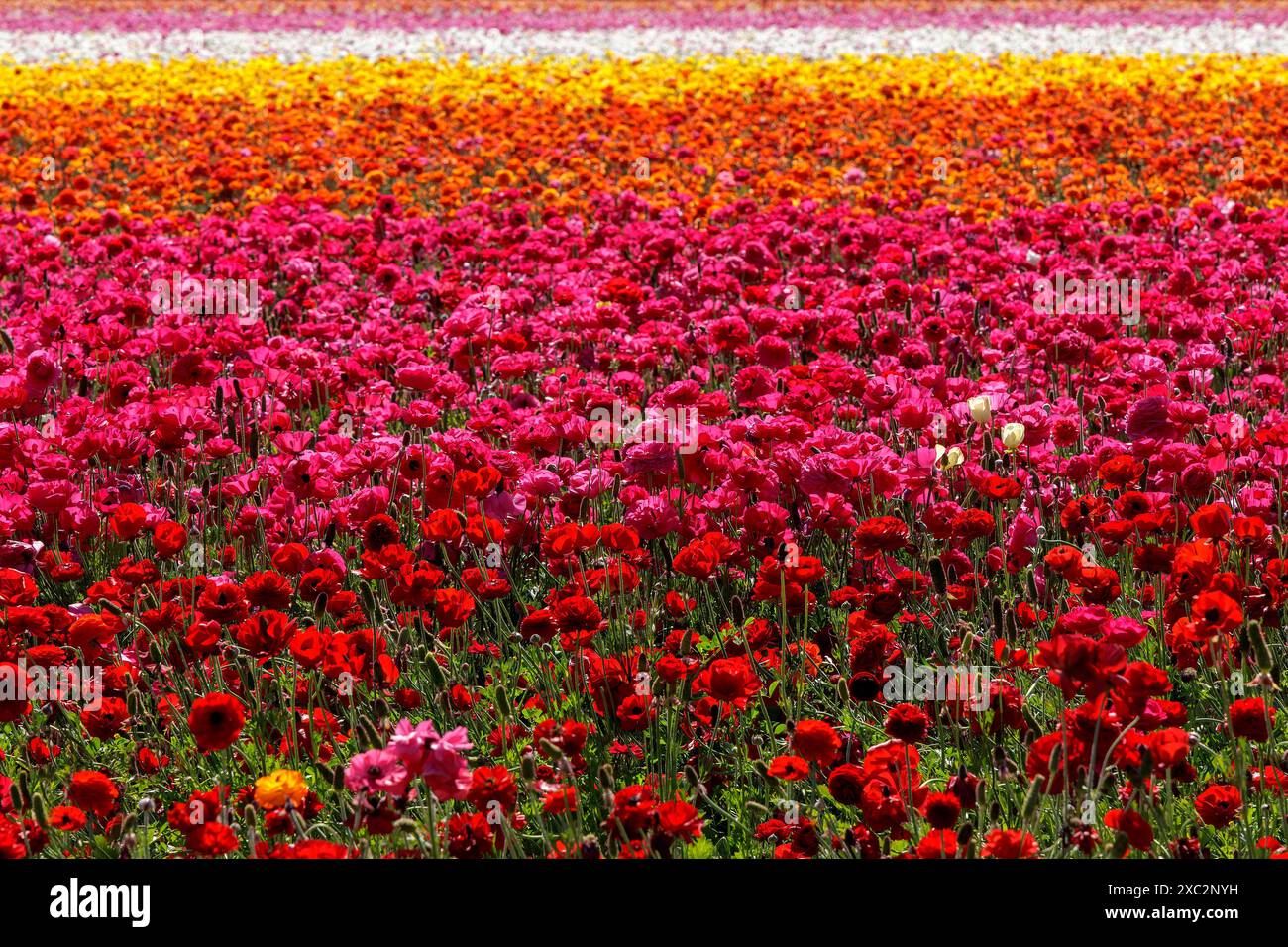 Multicolored flower fields in Carlsbad, California Stock Photo - Alamy